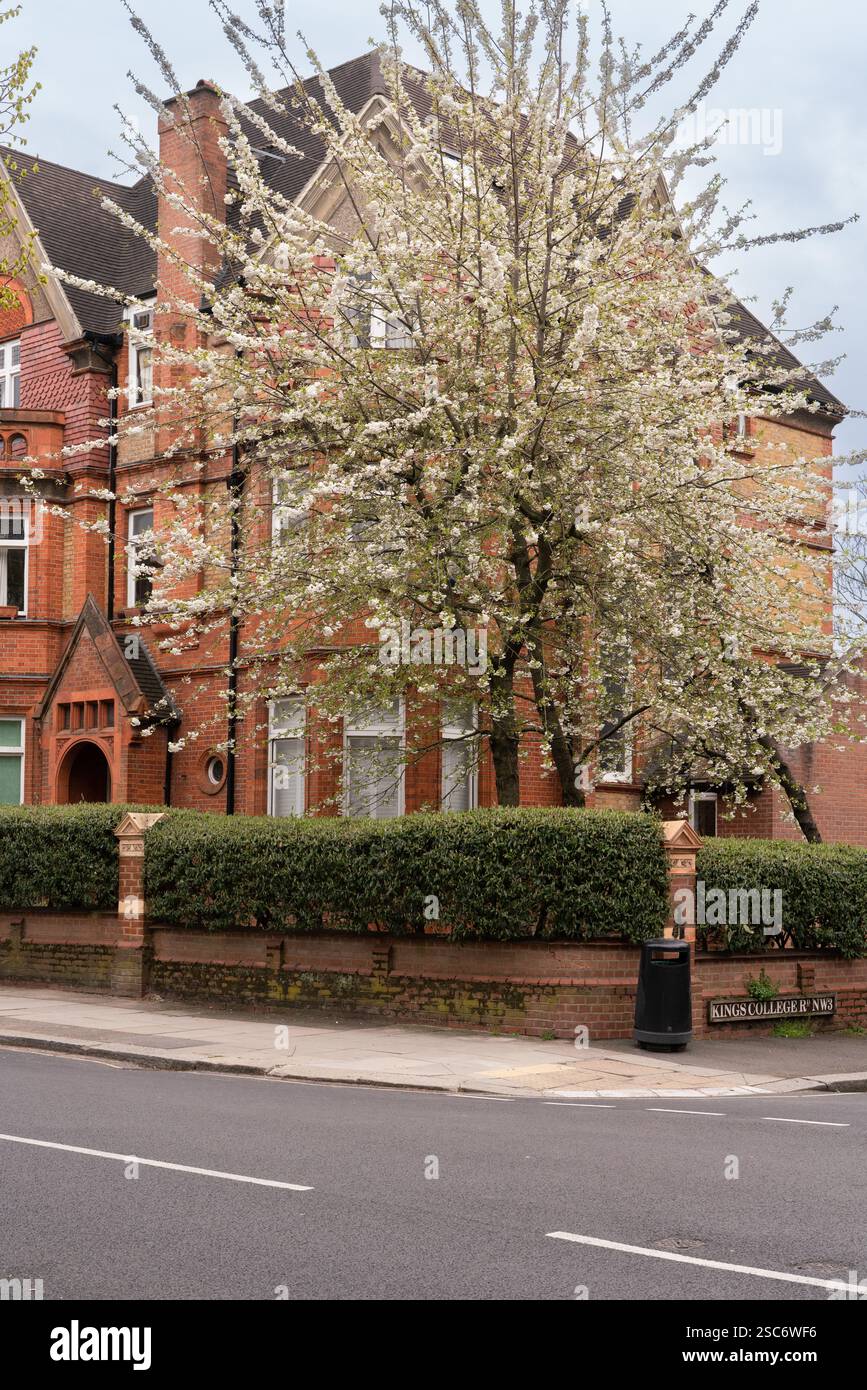 Blooming cherry tree in front of a red brick house on Kings College ...