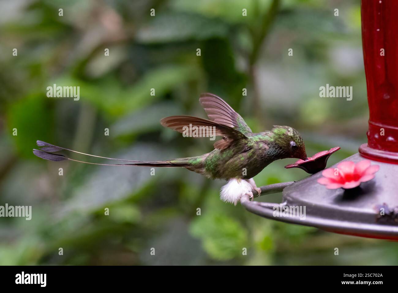 White-booted Racket-tail Hummingbird (Ocreatus underwoodii), Montebello ...