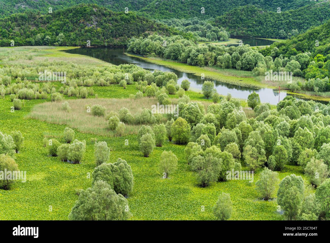 Willows in the marshland by the Rijeka Crnojevića river, Skadarsko ...