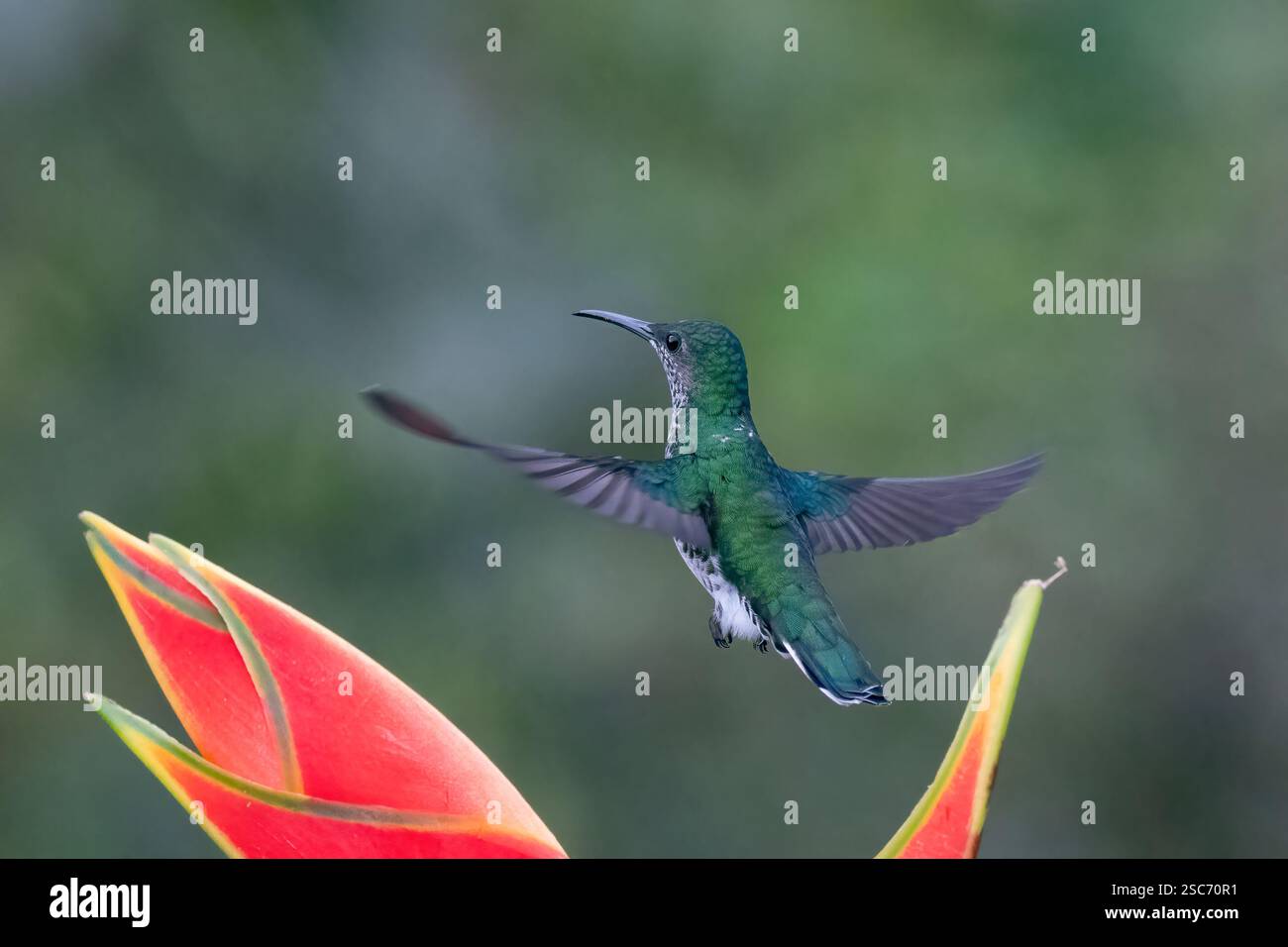 White-Necked Jacobin Hummingbird (Florisuga mellivora) in flight with ...
