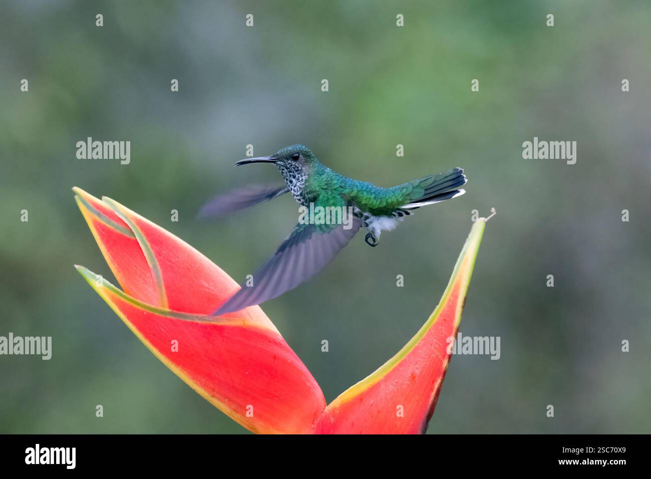 White-Necked Jacobin Hummingbird (Florisuga mellivora) in flight with ...