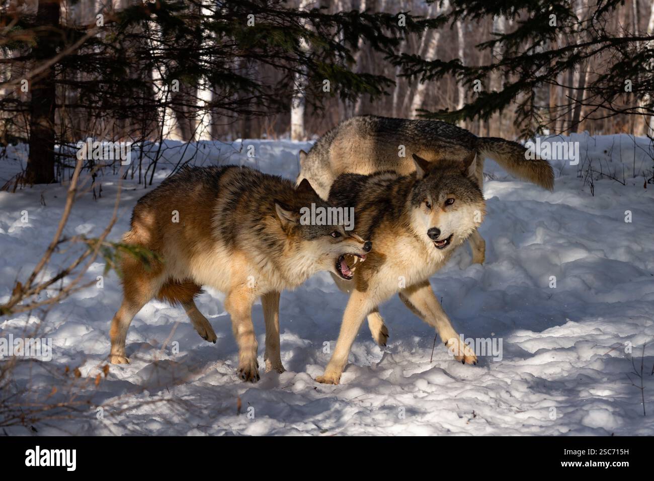 Grey Wolves (Canis lupus) Snap and Lunge in Trees Winter - captive ...