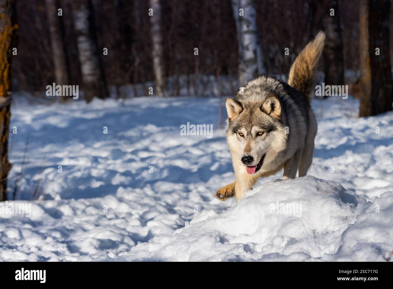 Grey Wolf (Canis lupus) Runs Forward Tail Up Tongue Out Winter ...