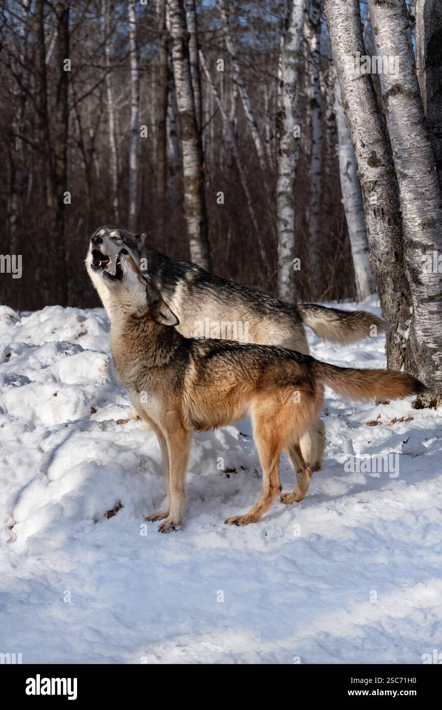 Grey Wolf (Canis lupus) Lift Heads Howling Together Winter - captive ...