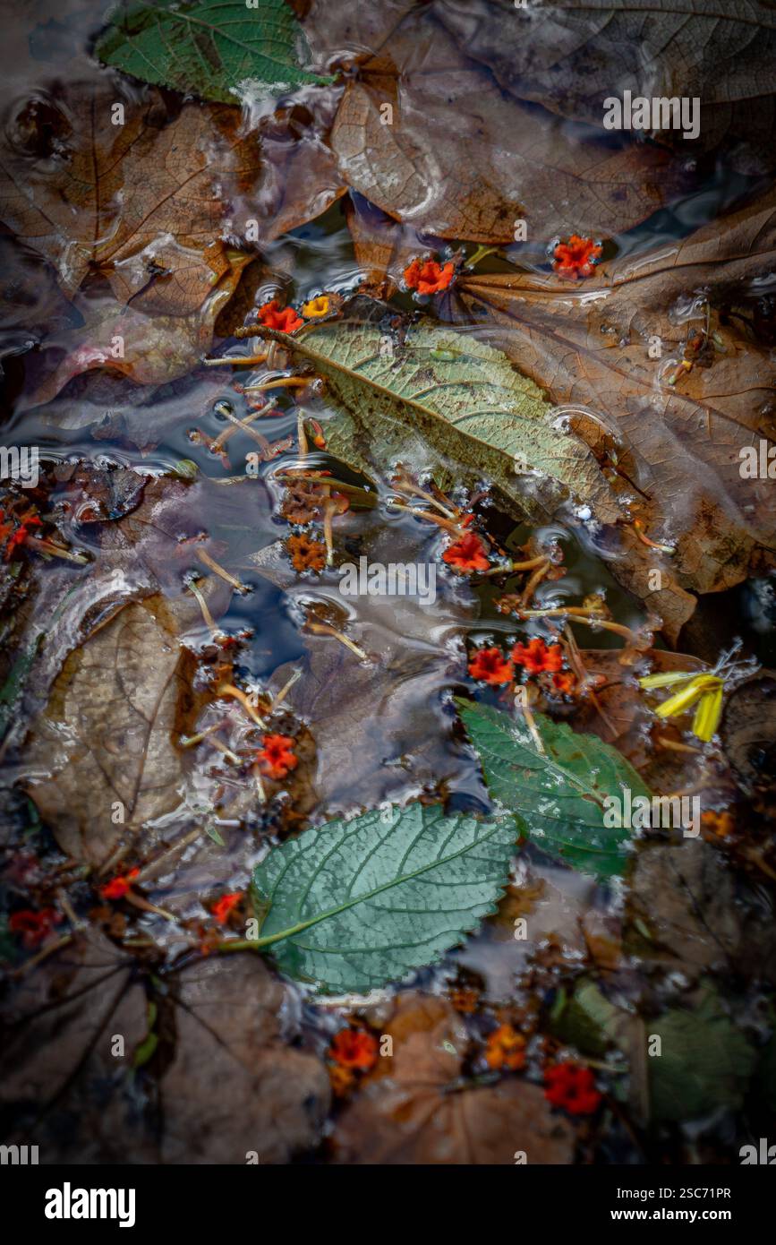 Autumn leaves in water and bubbles with reflection Stock Photo - Alamy