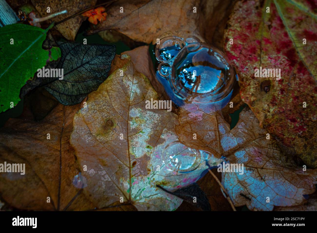 Autumn leaves in water and bubbles with reflection Stock Photo - Alamy