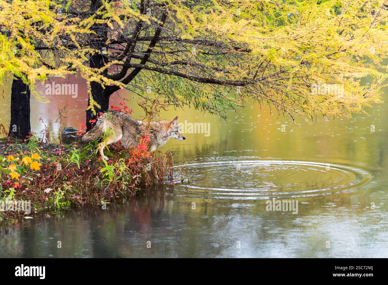 Coyote (Canis latrans) Looks Out Over Circular Ripple in Water Autumn ...