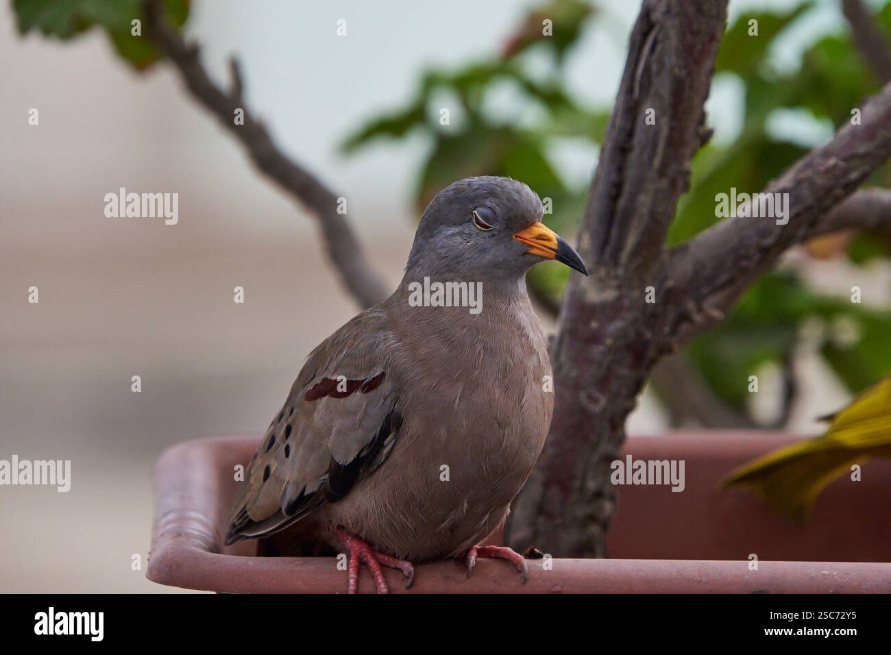 Peruvian Dove, a bird in total freedom waiting next to a feeder to feed ...