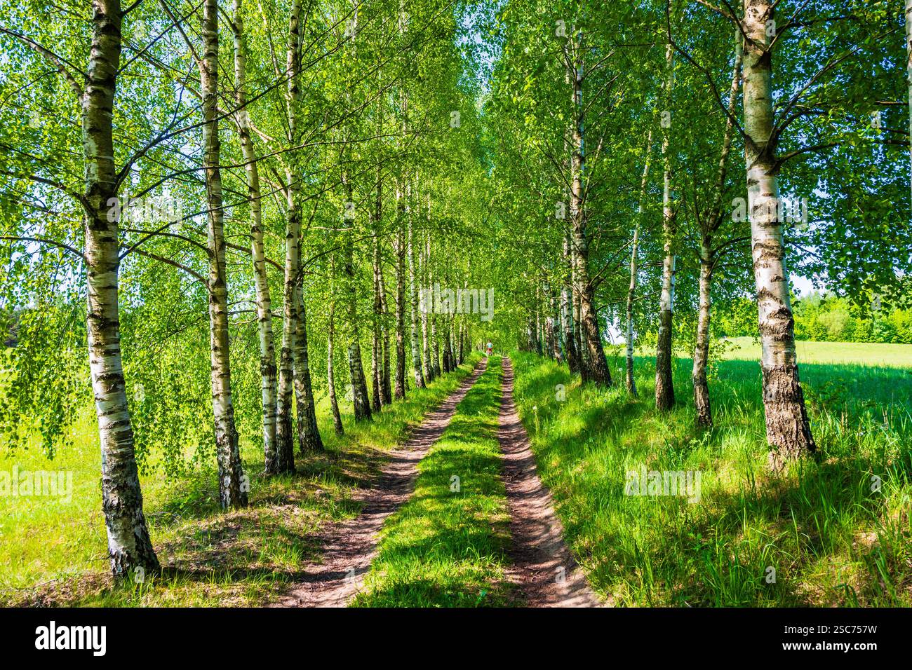 Cycling path in forest with young birch trees in spring landscape ...