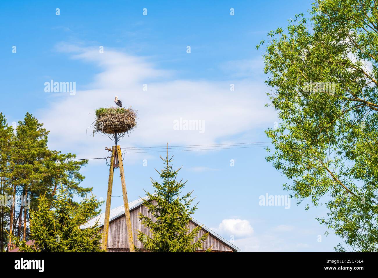 Stork bird in nest against sunny blue sky, Suwalski Landscape Park ...