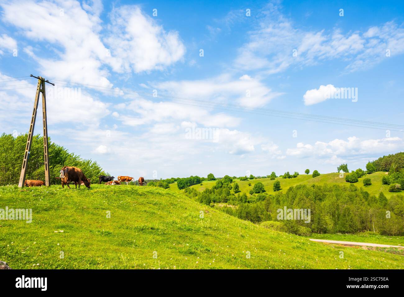 Cattle grazing on green meadow in spring landscape, Suwalski Landscape ...