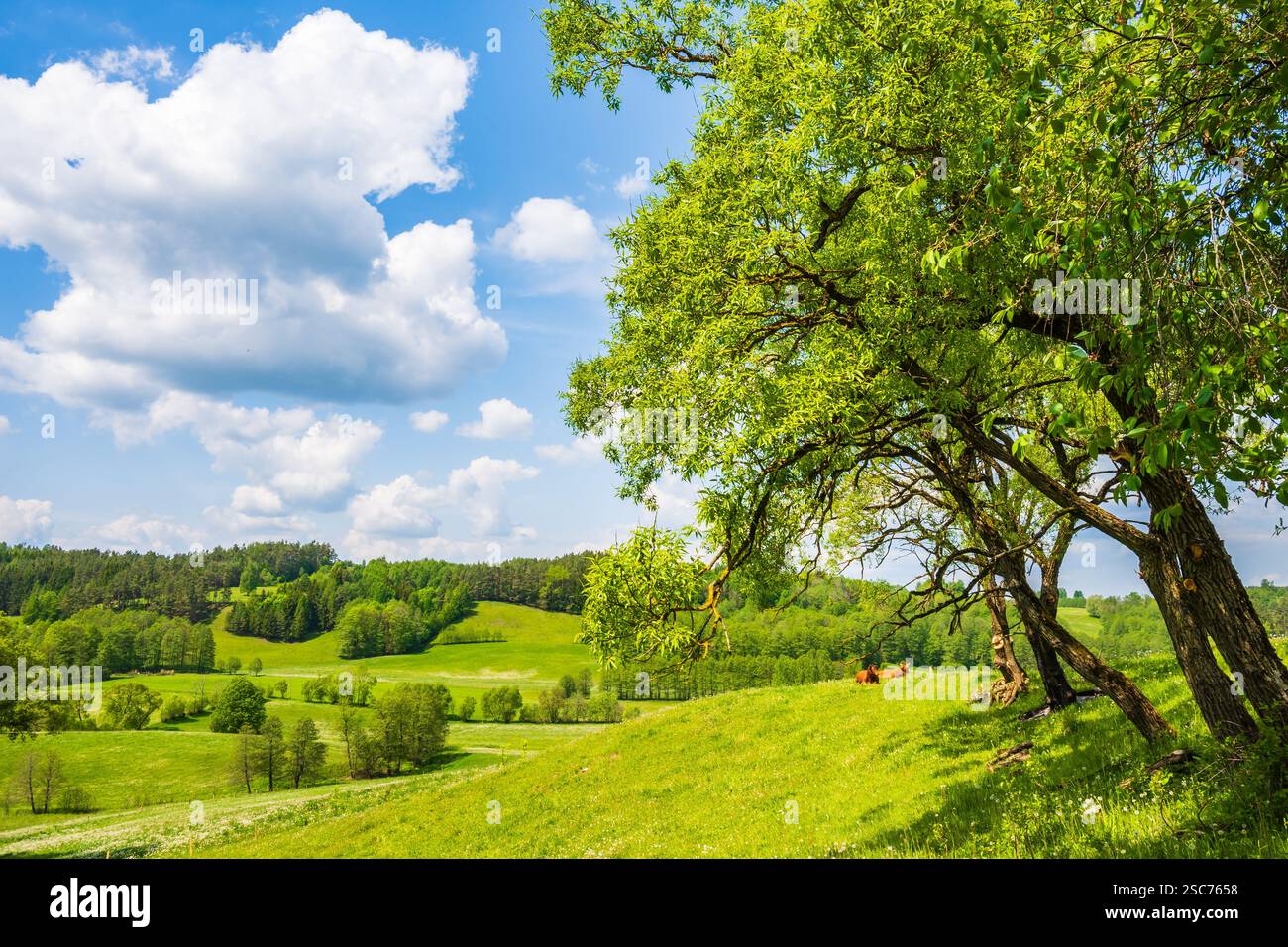 Trees on green hills with meadows, Suwalski Landscape Park, Podlasie ...