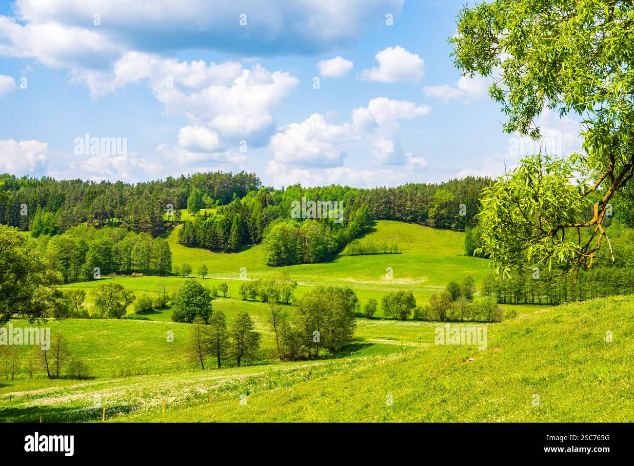Trees on green hills with meadows, Suwalski Landscape Park, Podlasie ...