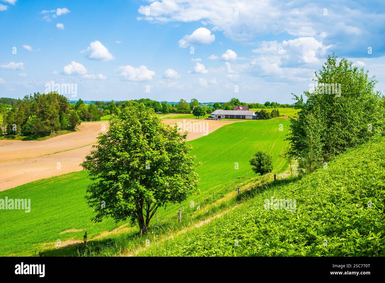 Trees on green hills with meadows, Suwalski Landscape Park, Podlasie ...