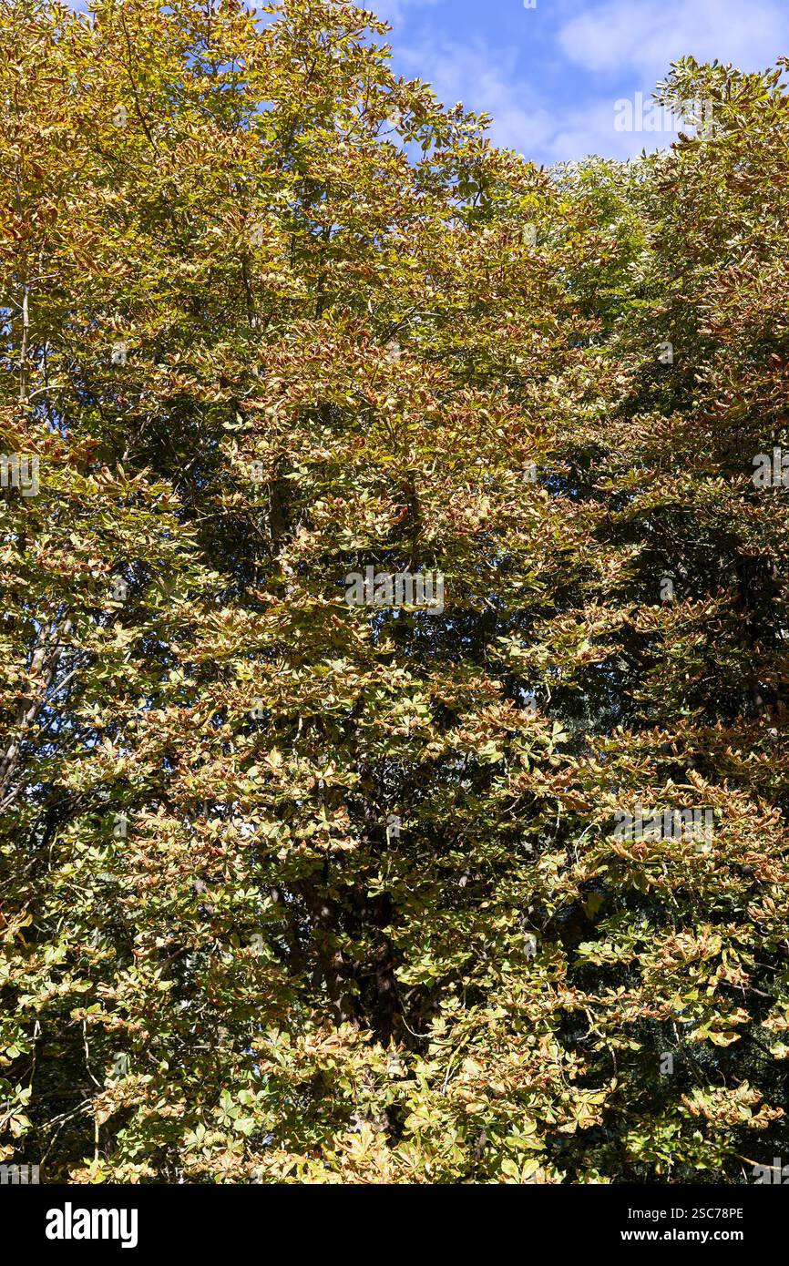 chestnut trees in the park at the end of summer, the color change of ...