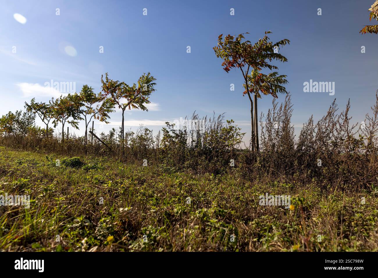 sumac growing on the shore of the field against the sky, a row of sumac ...