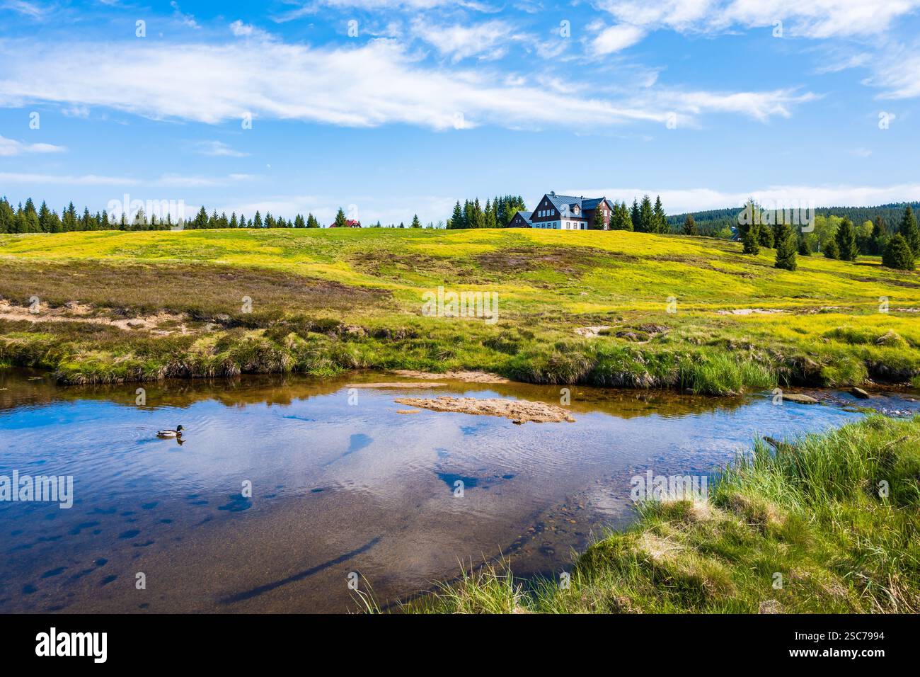 Jizerka river and green meadows with spruce trees in Jizerka village on ...