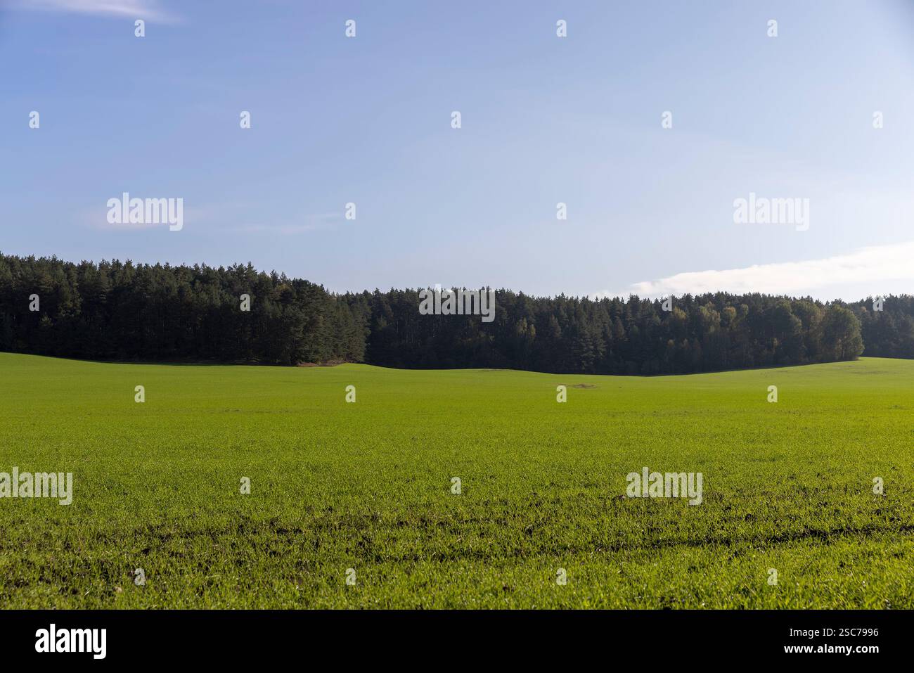 green young wheat hybrid with frost resistance, hybrid wheat planted ...