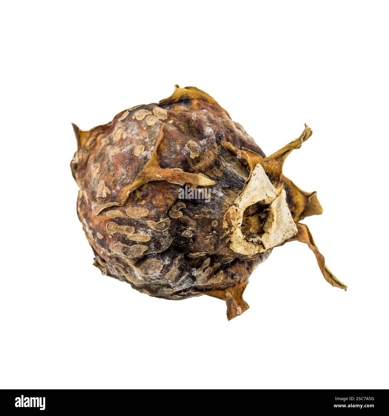 Rotten dragon fruit isolated on white background Stock Photo - Alamy