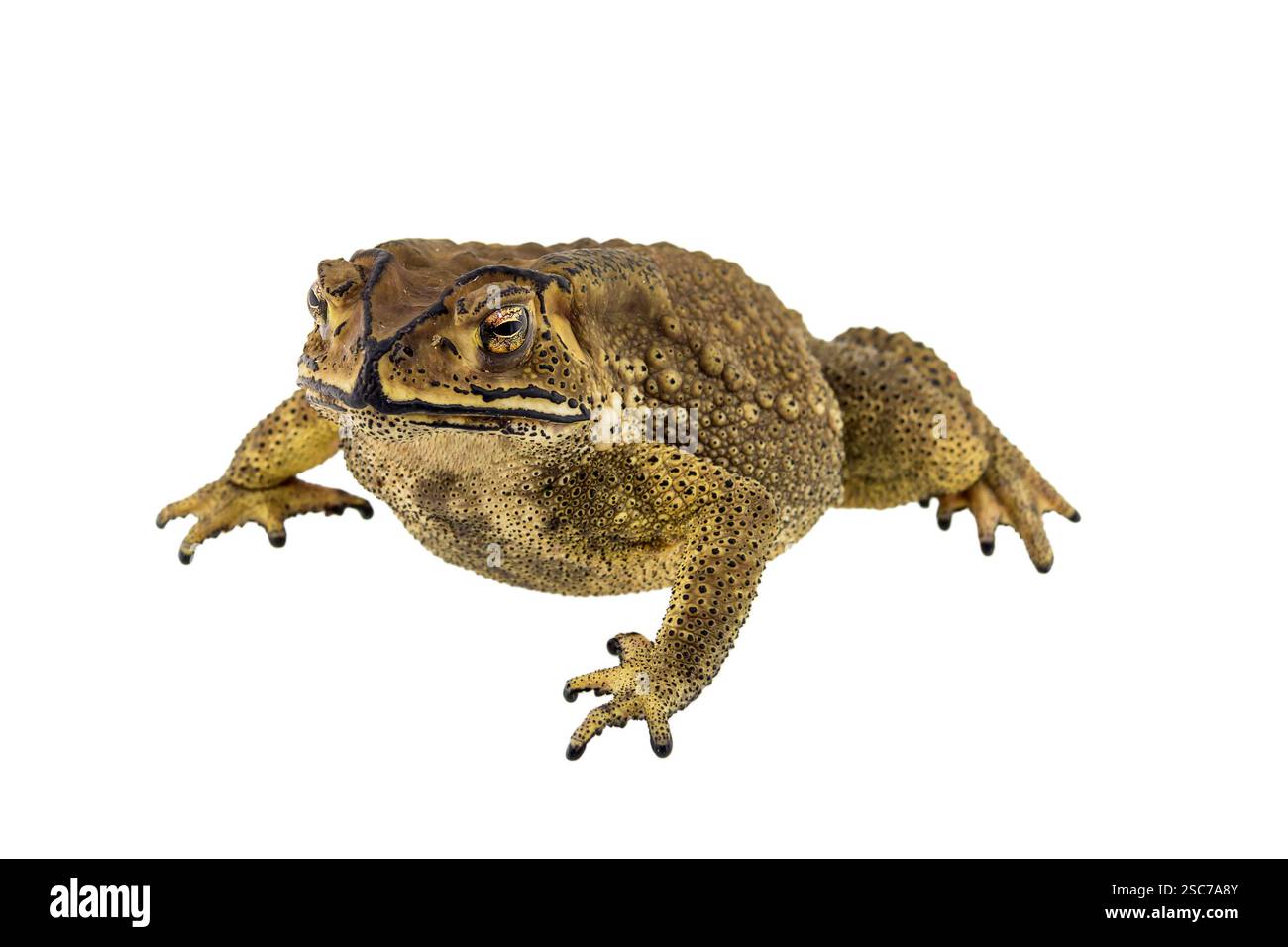 Toad isolated on white background Stock Photo - Alamy