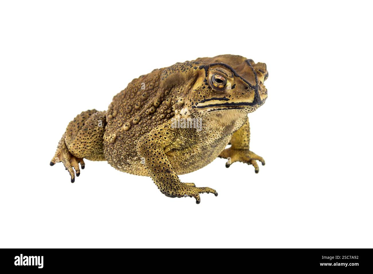 Toad isolated on white background Stock Photo - Alamy
