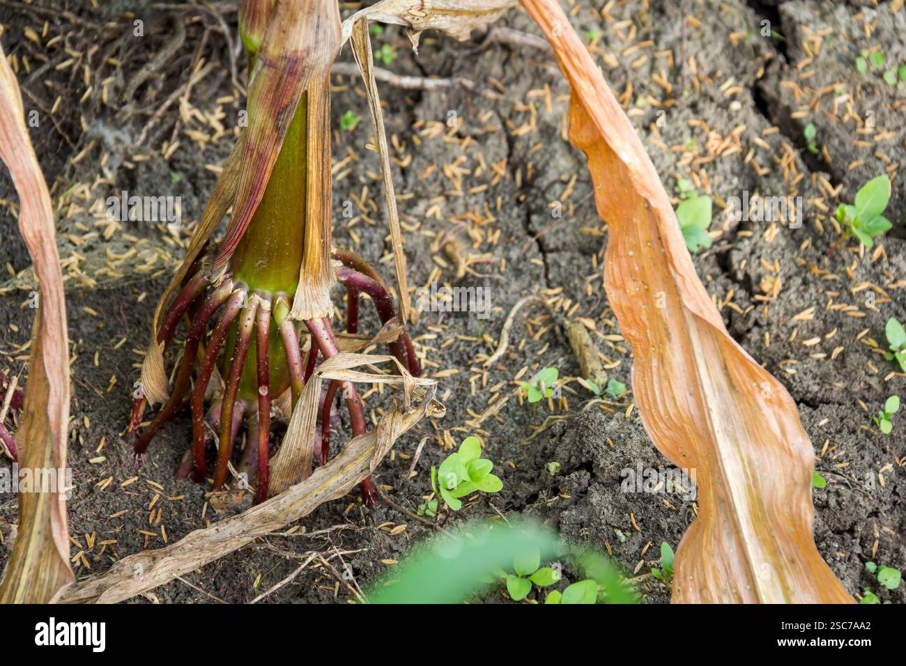 Corn plant roots hi-res stock photography and images - Alamy