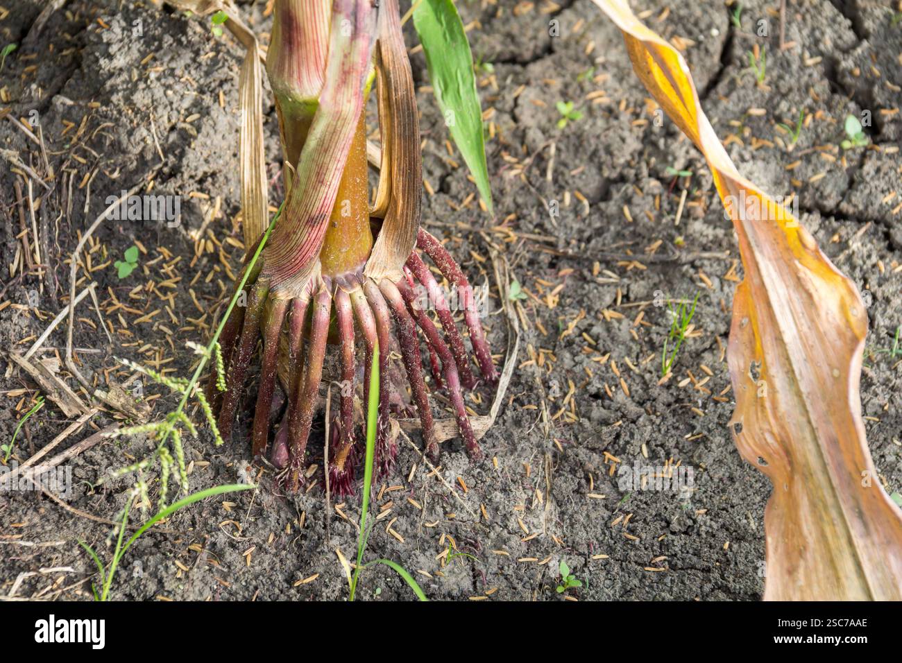 Corn tree Roots Stock Photo - Alamy