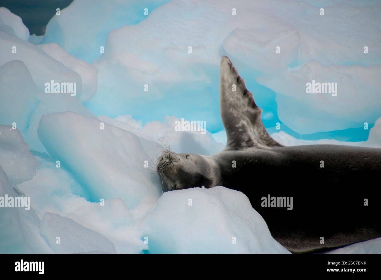 Leopard seal on iceberg hi-res stock photography and images - Alamy