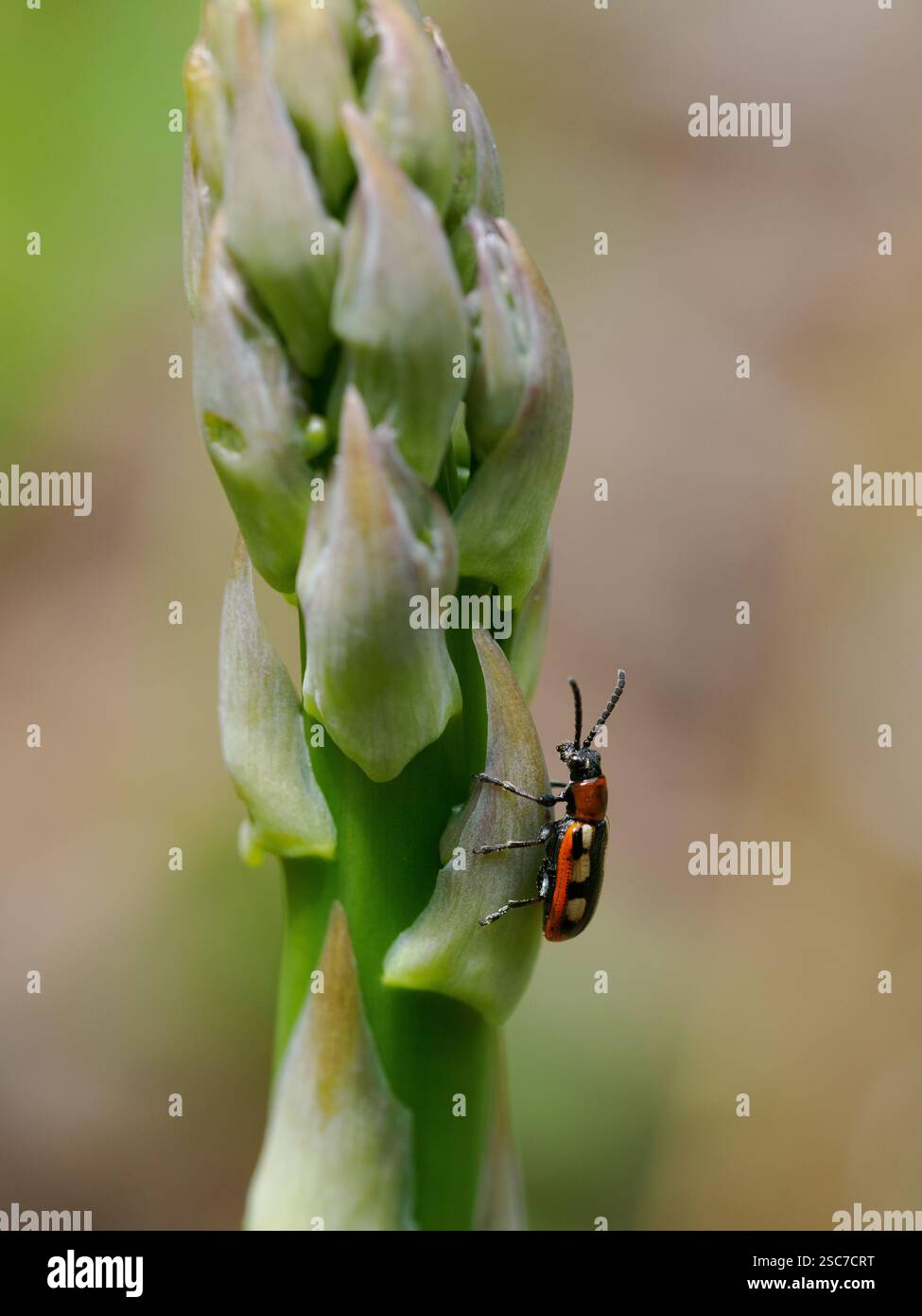 Common Asparagus Beetle (Crioceris asparagi Stock Photo - Alamy