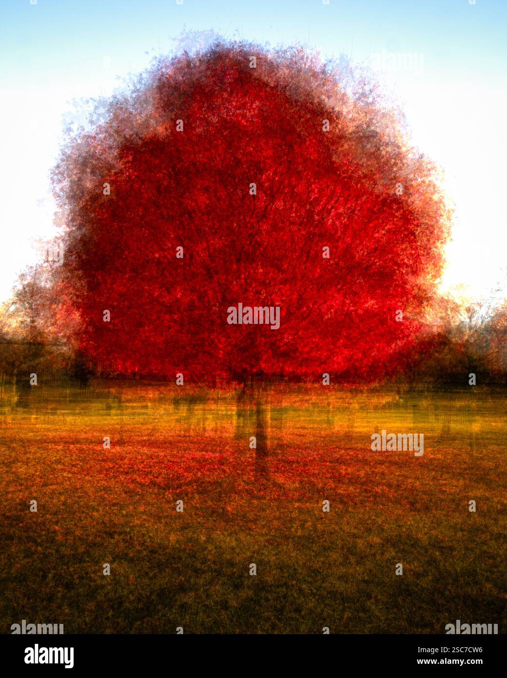 Pep Ventosa image of orange/red autumn tree at Fort Hunt Park, VA Stock ...