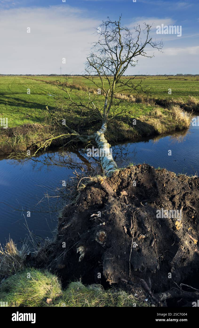 28.01.2025, Germany, Bremen, Bremen - Uprooted tree above a drainage ...