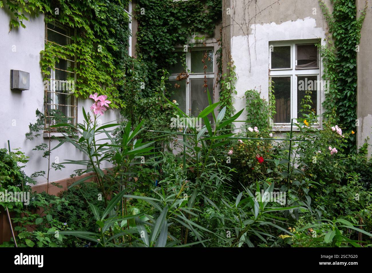 21.08.2023, Germany, Berlin, Berlin - Green inner courtyard in Berlin ...