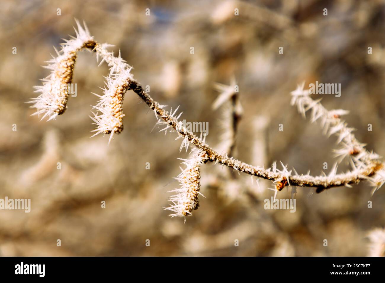 Hazelnut bush (Corylus avellana, common hazel, hazel bush) with male ...