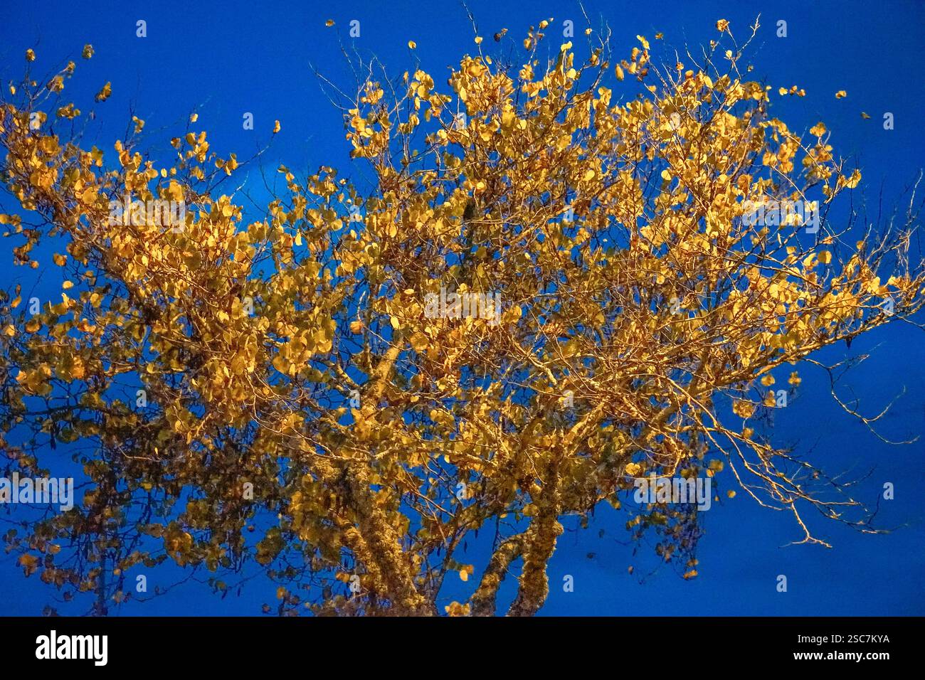 Golden canopy tree on blue background in high contrast image and color ...