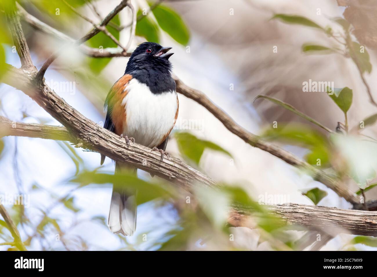Eastern towhee (Pipilo erythrophthalmus) singing - Brevard, North ...