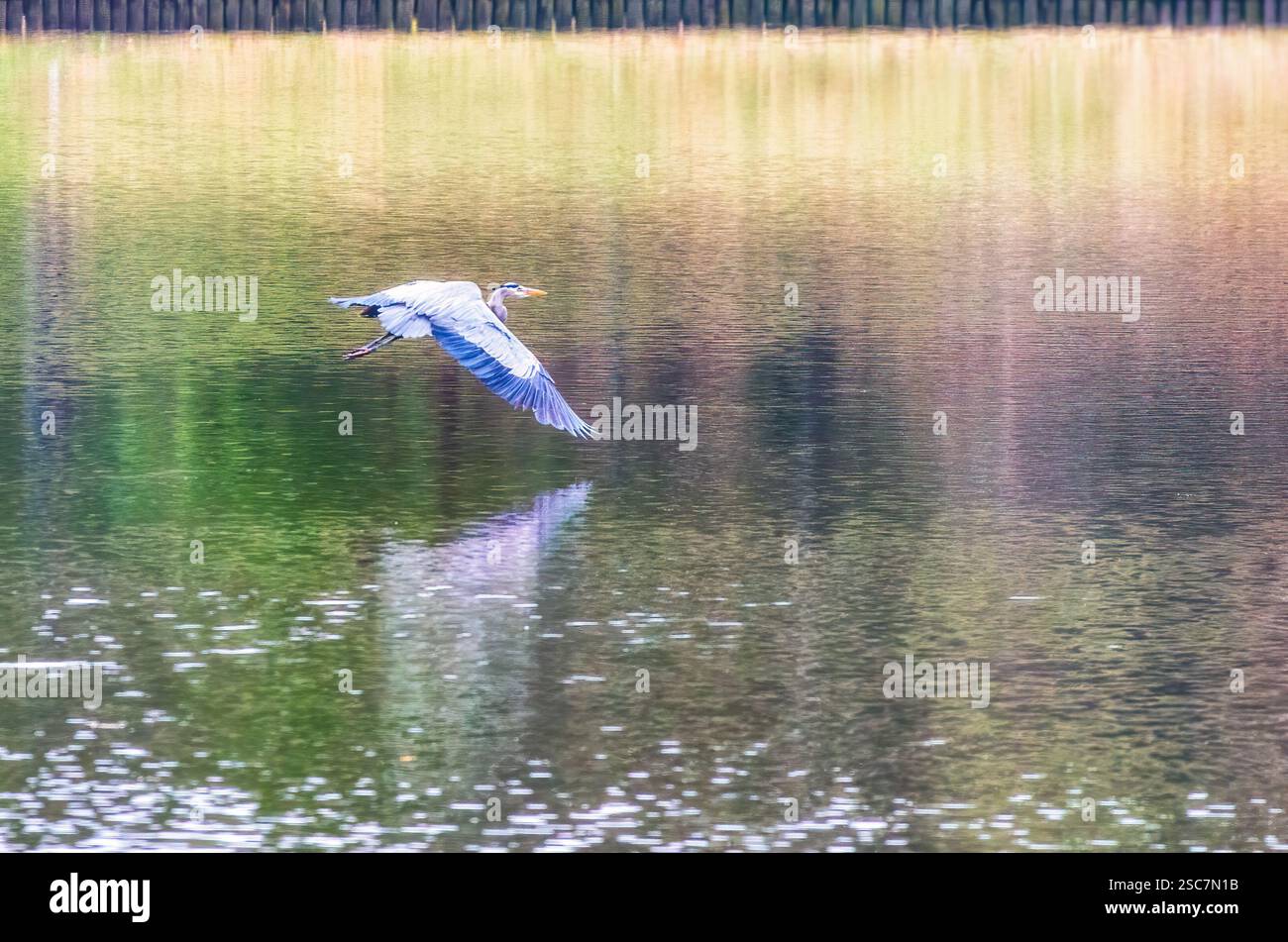 A great blue heron glides over a calm lake, its reflection mirroring ...
