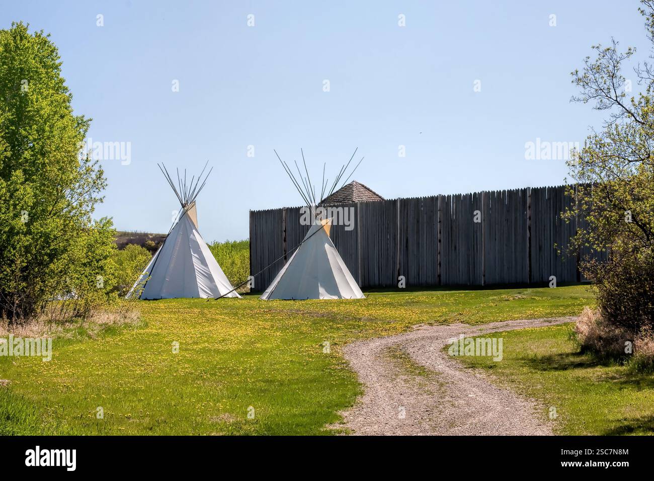 Two teepees are in a field next to a fence. The teepees are white and ...