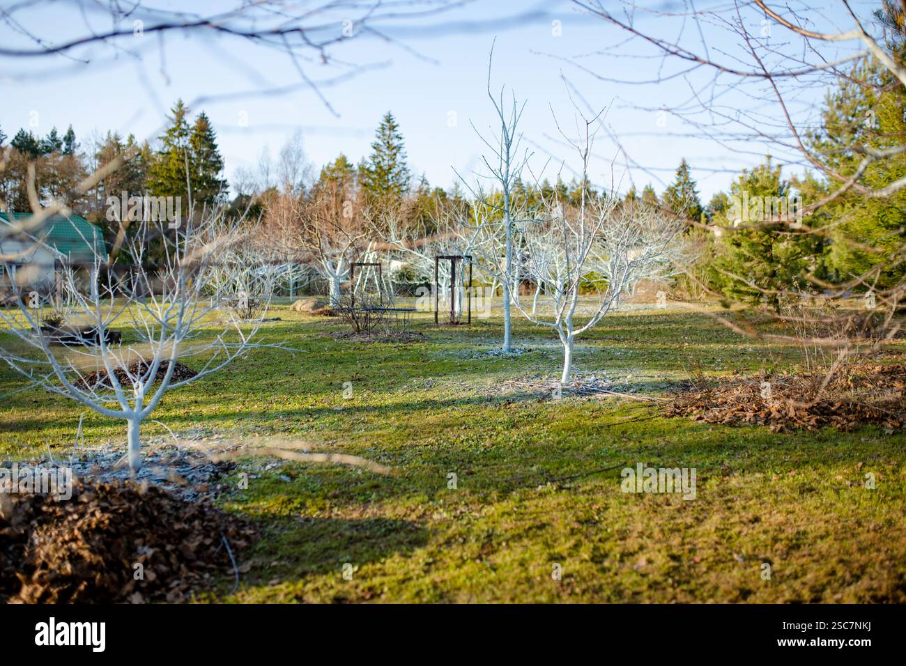 Fruit tree garden sprayed with copper-based fungicide to protect them ...