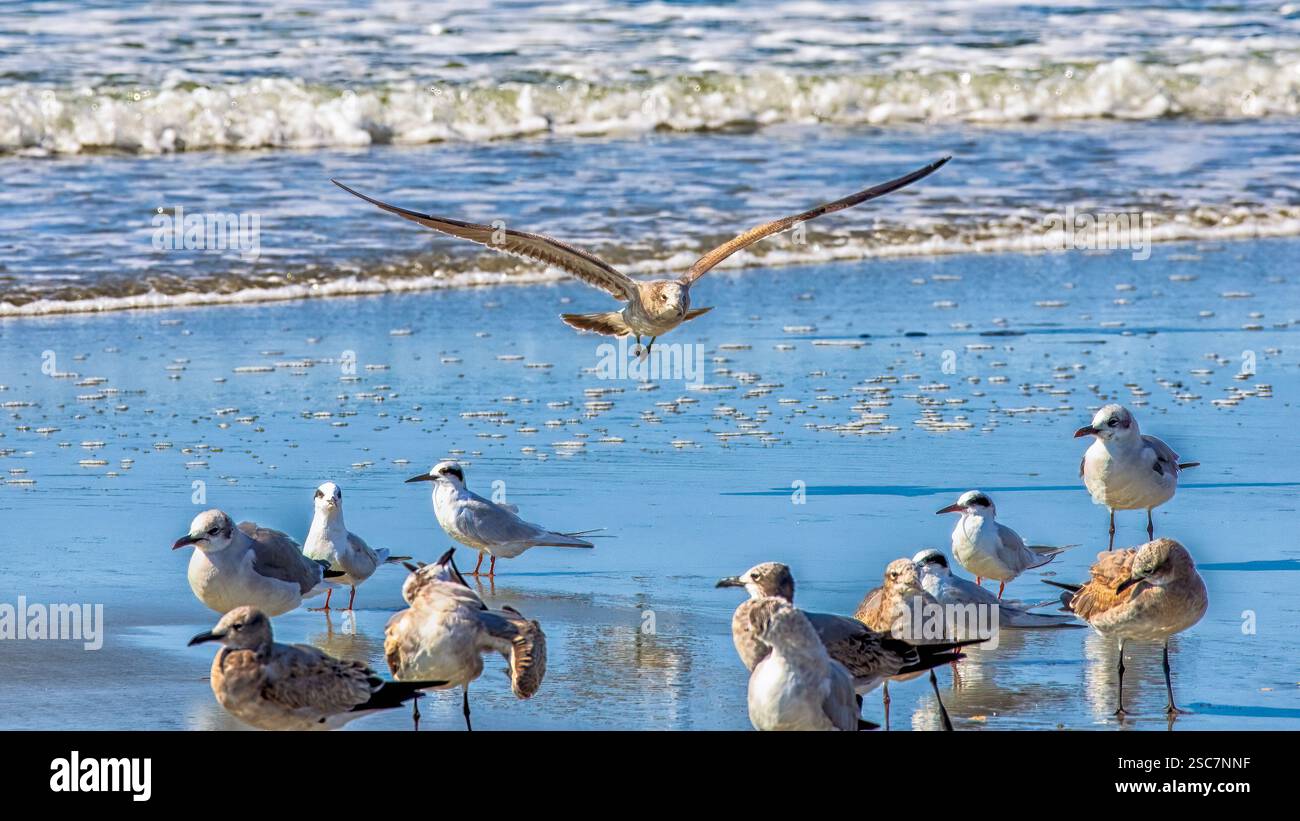 A seagull spreads its wings in flight above a group of shorebirds on a ...