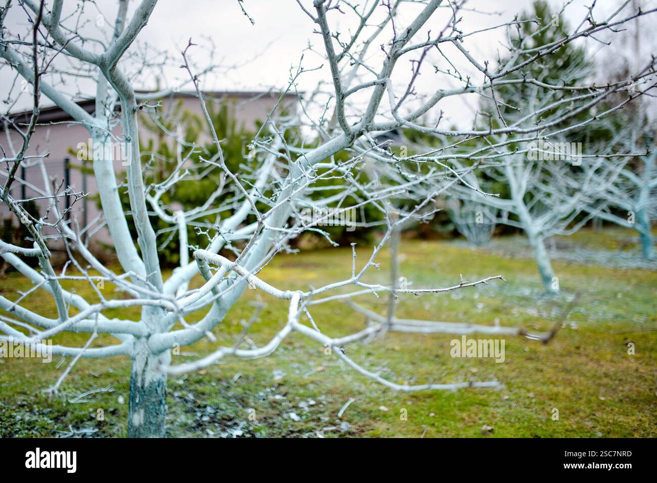 Fruit tree garden sprayed with copper-based fungicide to protect them ...