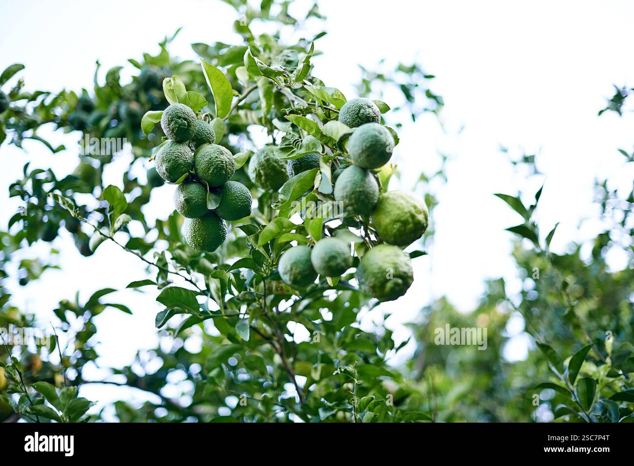 Agriculture, farming and trees with limes for growth, crops harvest and ...