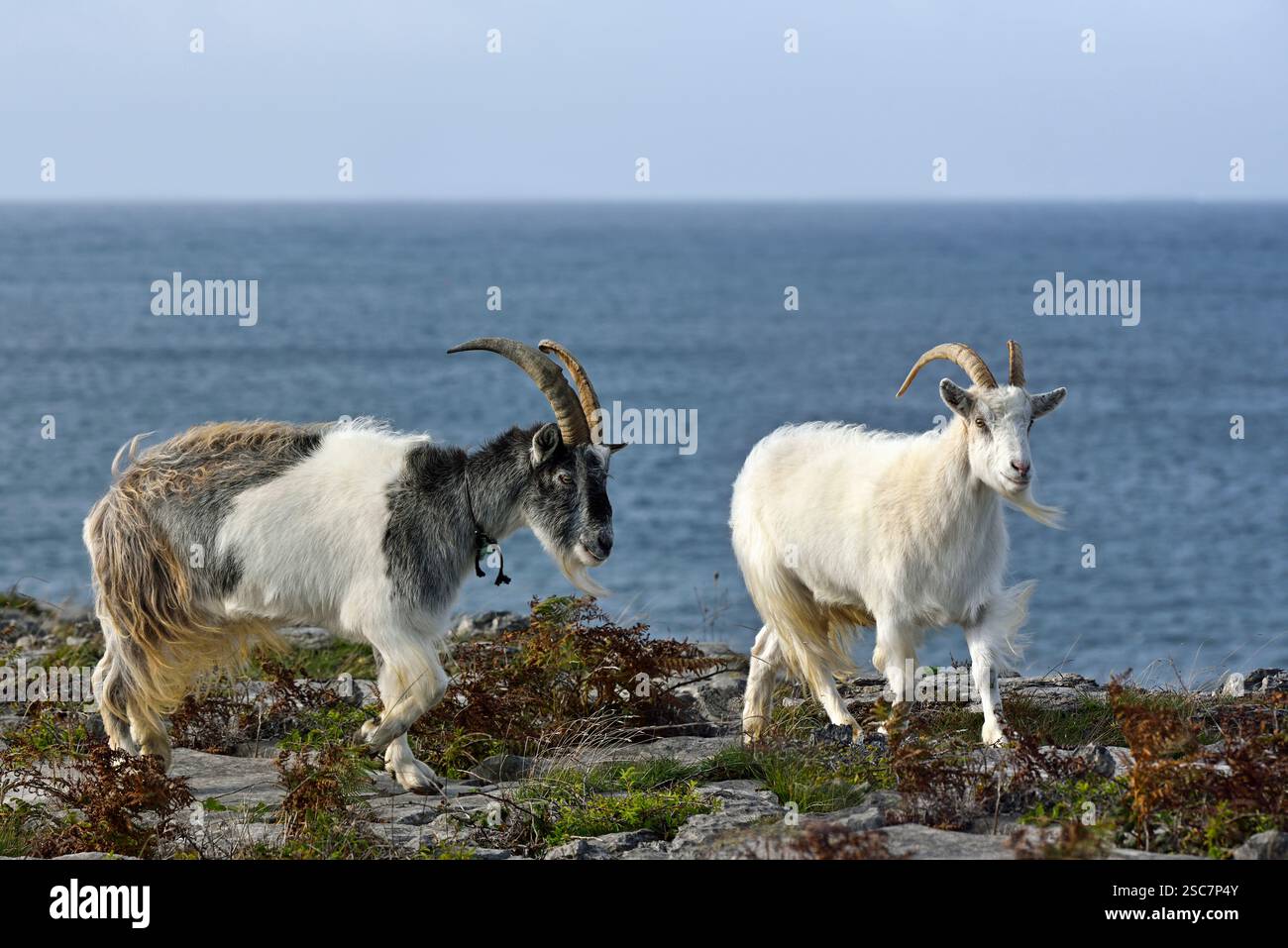 feral goats, Inishmore, the largest of the Aran Islands, Galway Bay ...