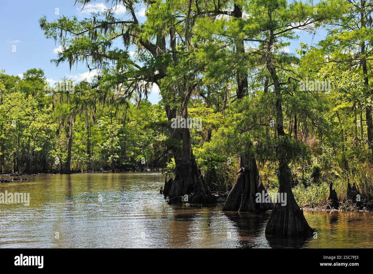 cypress-lined backwater channel of Neches River, Beaumont, Texas ...