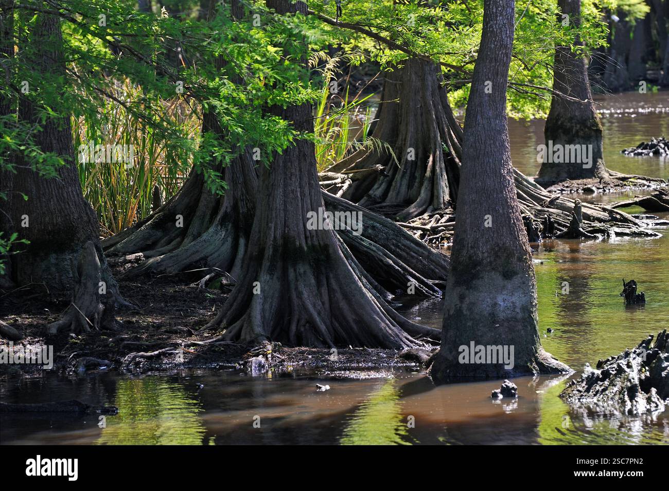 cypress-lined backwater channel of Neches River, Beaumont, Texas ...