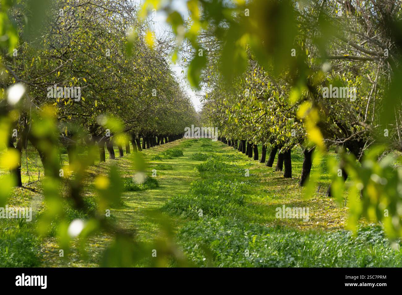 Almond orchard, likely in the Central Valley of California. Rows of ...