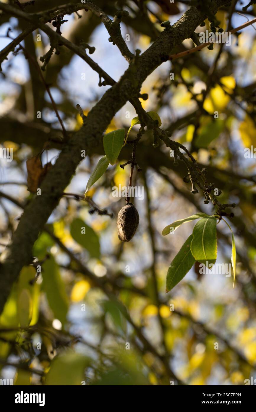 Close up shadow from branch hi-res stock photography and images - Alamy