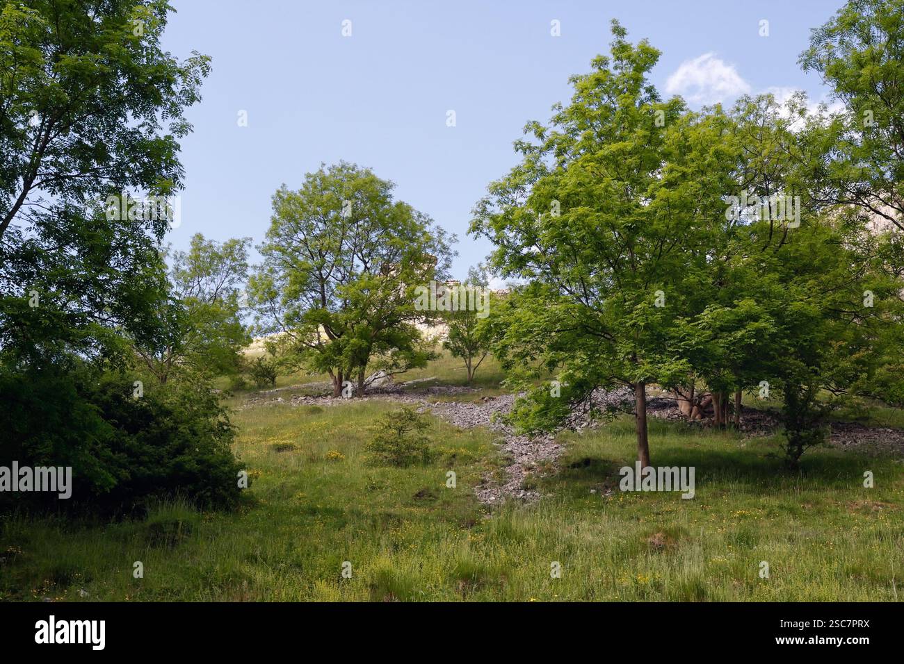 Trees clinging on to the slopes of Lathkill Dale in the Derbyshire Peak ...
