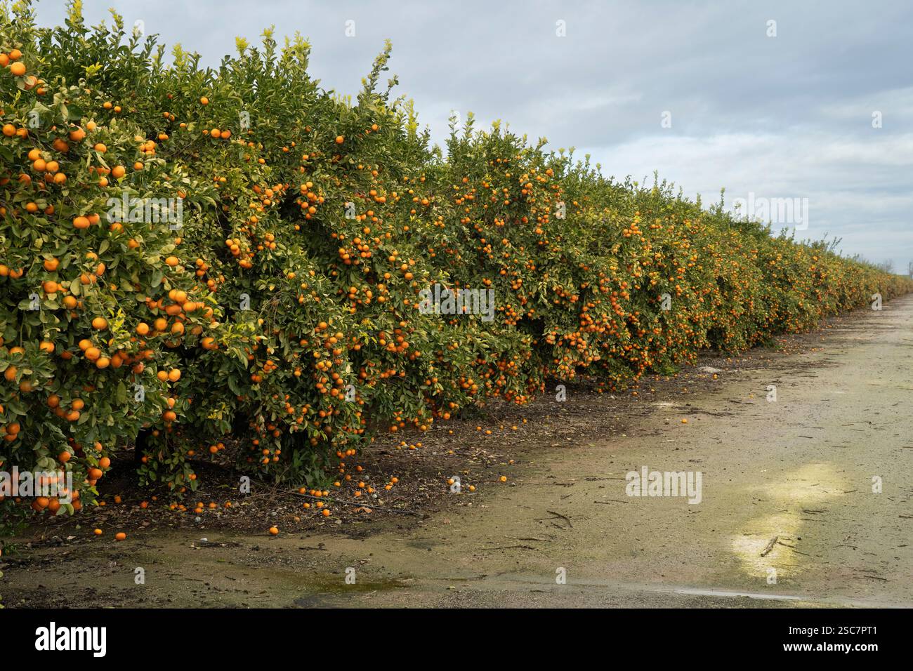 Orange grove, likely in California's Central Valley, with abundant ...