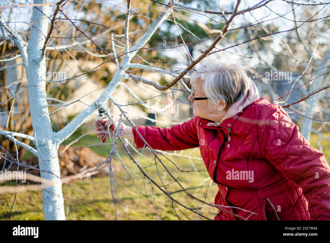 Woman gardener using pruning shears on to cut dry tree branches. Spring ...