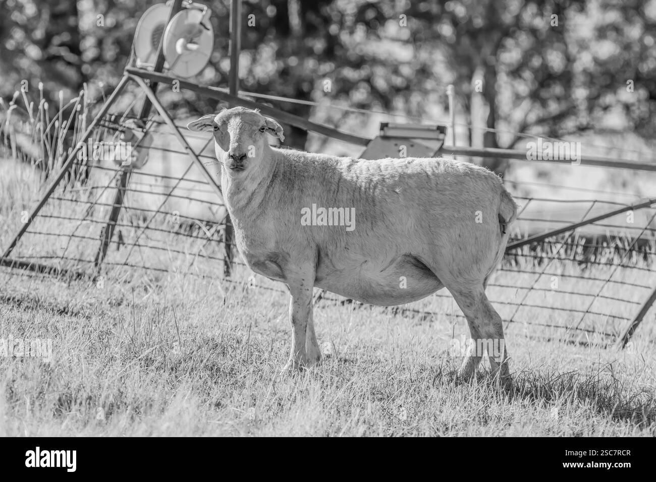 Dorper sheep on a Summer's morning at the farm. Dorper sheep do not ...